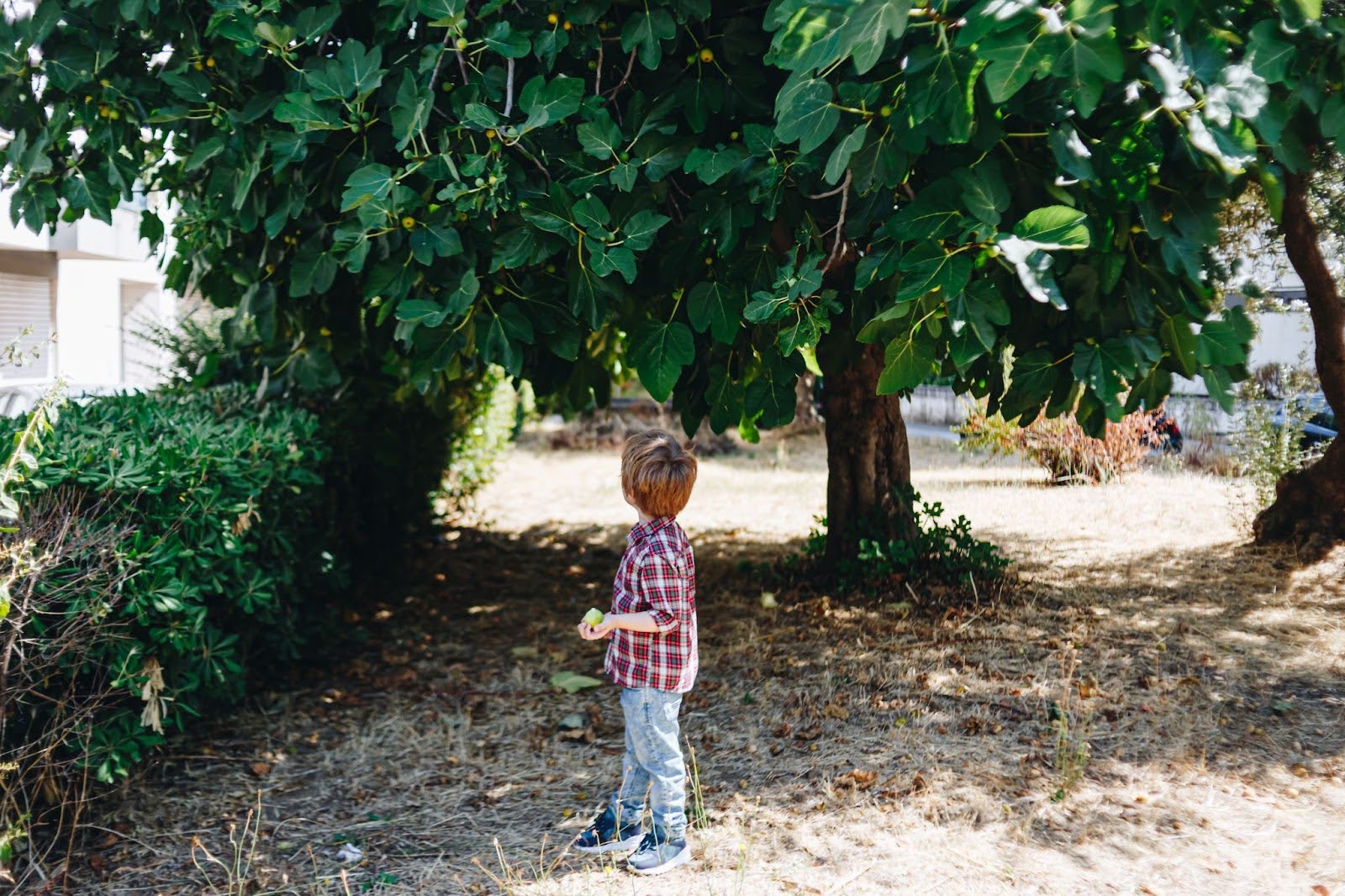 How Big Does a Fig Tree Get? What You Need to Know - Be Fitnatic