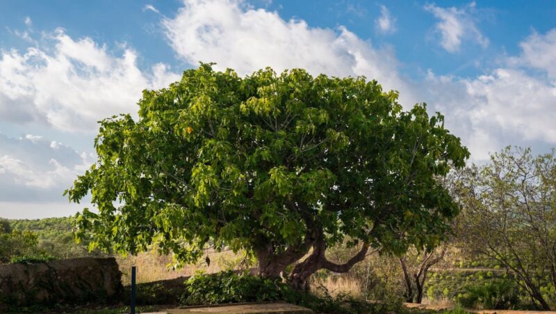 How Big Does a Fig Tree Get? What You Need to Know - KD Architects